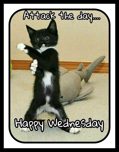 Wednesday Animal Meme