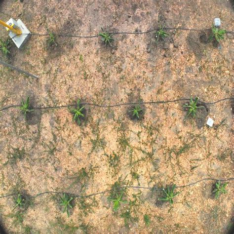 Detectionbanana Object Detection Dataset By Tesis