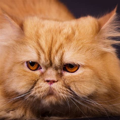 Orange Persian Cat Facts Persian Cat Corner