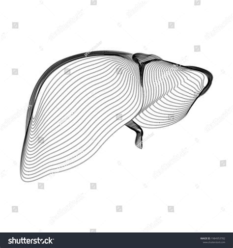 Liver Silhouette Consisting Of Black Dots And Royalty Free Stock