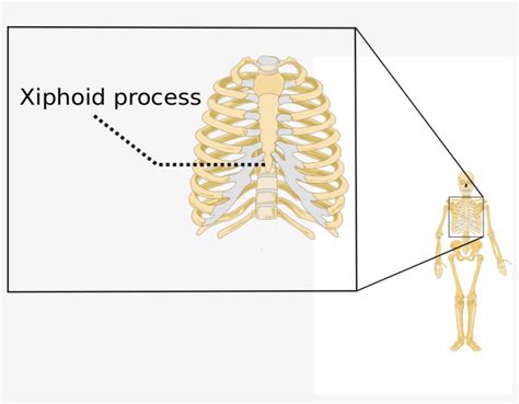 File Xiphoid Process Svg Skeletal System Xiphoid Process Free Transparent PNG Download