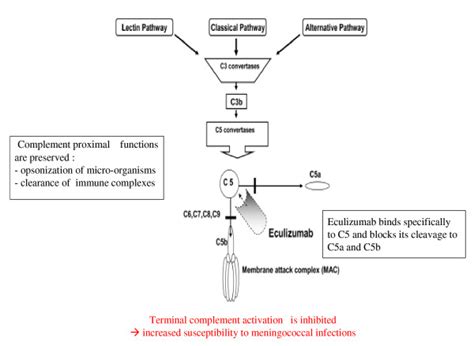 Regulated And Deregulated Activation Of The Alternative Complement