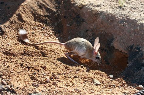 Mongolian Five Toed Jerboa Digging Burrow Gobi Mongolia Stock Image C042 5908 Science