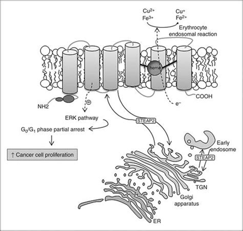 Steap Proteins From Structure To Applications In Cancer Therapy Molecular Cancer Research
