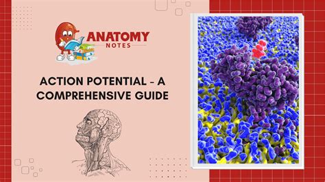 Action Potential A Comprehensive Guide