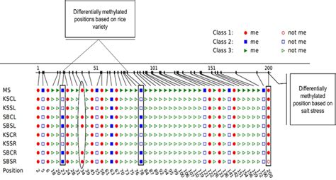 Graphical Representation Of Cytosine Methylation Map For Comparative Download Scientific