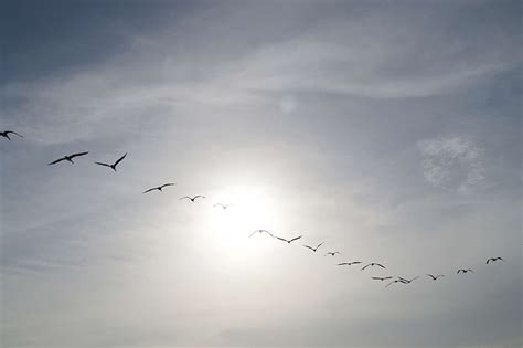 새 밝은 구름 코스타리카 하늘 태양 Hd 배경 화면 Wallpaperbetter