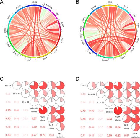 Identification And Validation Of Kif20a For Predicting Prognosis And Treatment Outcomes In