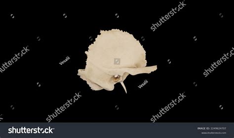 Right View Right Temporal Bone3d Rendering Stock Illustration 2249624707 Shutterstock