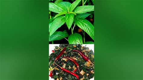 😍পাট শাক Pat Shak Vaji। সবচেয়ে মজাদারভাবে পাট শাক ভাজি। Jute Leaf Fry