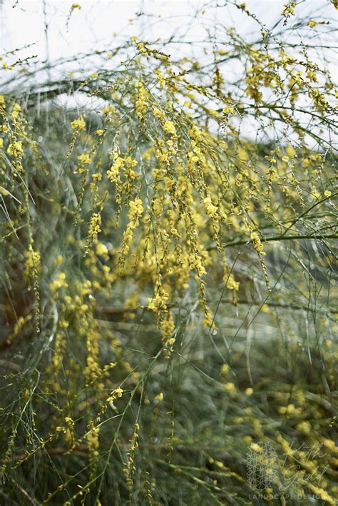 I Am In Love With Viminaria Juncea … Kath Gadd Landscape Design