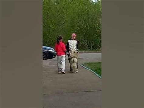 Моя лапуля 🐕‍🦺🐕‍🦺🐕‍🦺 ️ ️ ️ ️ ️ ️ ️ - YouTube