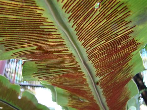 Fern Spores Close Up Shot Of Spore Patterns Underneath A F… Flickr