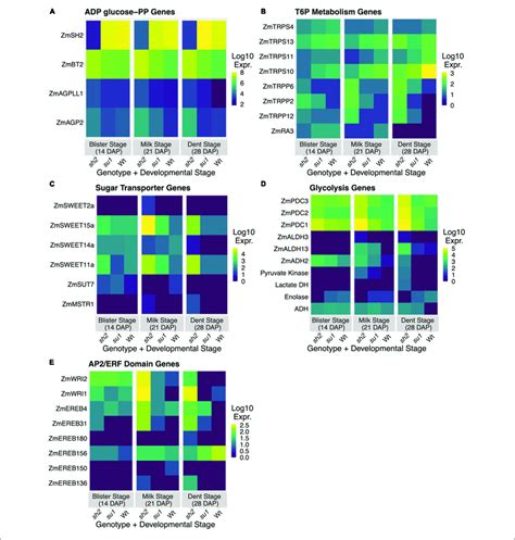 Differential Expression In Maize Endosperm Relative Expression Download Scientific Diagram