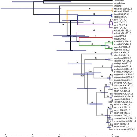 Ultrametric Tree For The Hirtus Group Bayesian Tree Estimated From