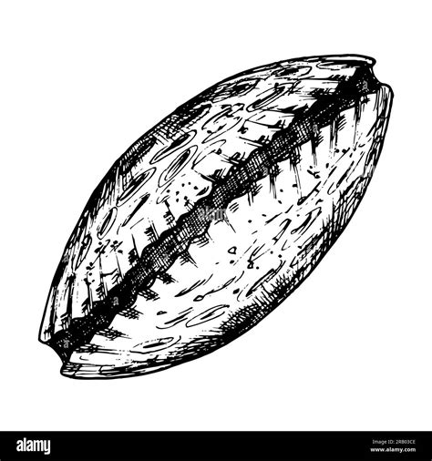 Seashell Vector Illustration Hand Drawn Engraving Of Sea Shell Painted