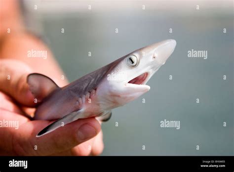 Smallest Shark Ever