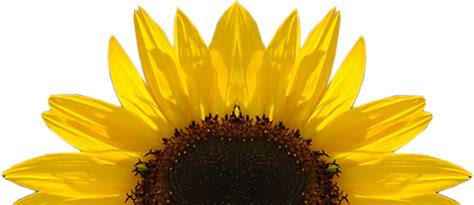 Kansas Common Sunflower Perfect Day Download Free High Quality