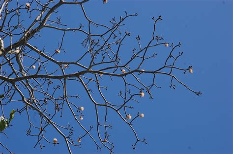 Pseudobombax Septenatum Jacq Dugand Manual De Plantas D Flickr