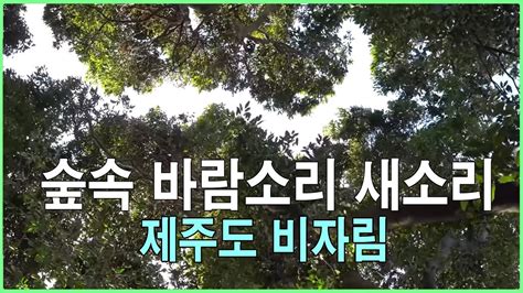 숲속 바람소리 새소리 자연의소리 제주도 비자림 숲속 힐링 3시간 연속 Youtube