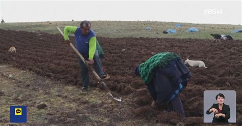 페루 이상기후로 감자 농사 타격