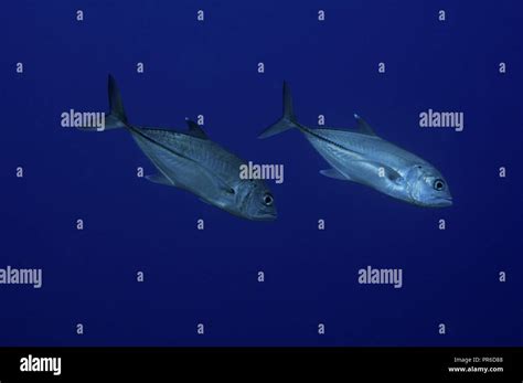 Bigeye Trevally Caranx Sexfasciatus Pohnpei Federated States Of Micronesia Stock Photo Alamy