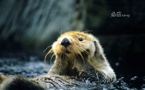 Cute Sea Otter Wallpapers Top Free Cute Sea Otter Backgrounds Wallpaperaccess