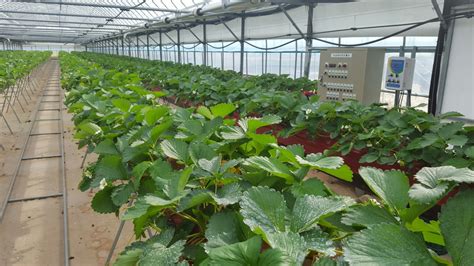 안녕하세요 Red 멀칭필름에서 딸기의 특유의 향과 크기 변화 미국 농업연구소 Ars 에서는 Xin Peng과 Bin Wang 마이 딸기 토마토 파프리카 와