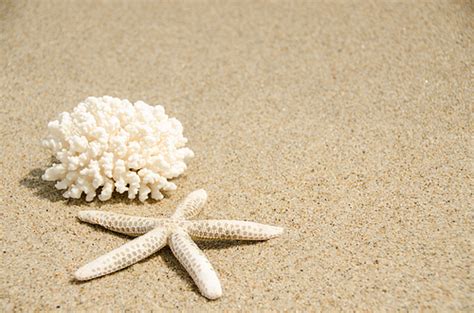 유토이미지 바다와 불가사리