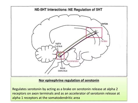 Neurobiology And Functional Brain Circuits In Mood Disorders Pptx
