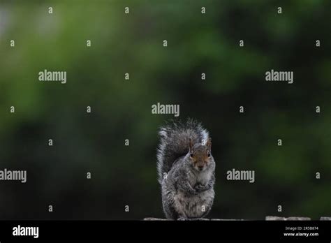 A Female Grey Squirrel With Young Looks For Scraps In The Trash While