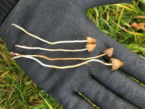 Did I Just Found My First Libs Rbeacain