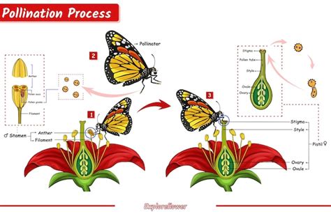 Premium Vector Flower Pollination Process