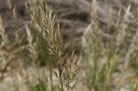 Austrostipa Flavescens Coast Spear Grass Westgate Biodiversity