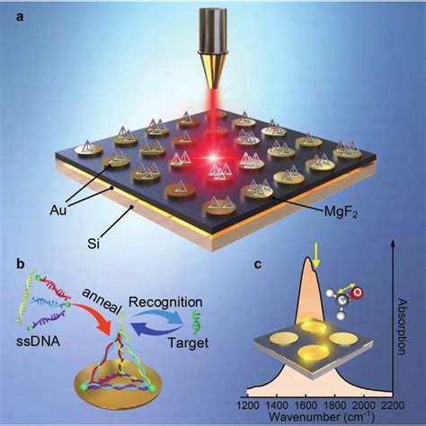 Pdf Infrared Plasmonic Biosensor With Tetrahedral Dna Nanostructure As Carriers For Label‐free