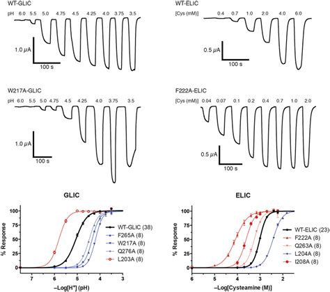 Functional Characterization Of The Glic And Elic Mutants Whole Cell Download Scientific