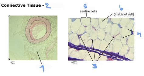 Lab Practical Part 25 Diagram Quizlet
