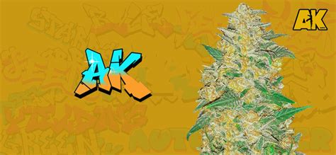 Ak 47 Strain 🔫🌿 Review And Information Cannabis Md 2024