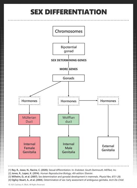Sex Development Charts Paradox Institute