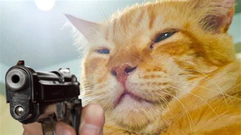 Give Me Them Catnip R Catmemes