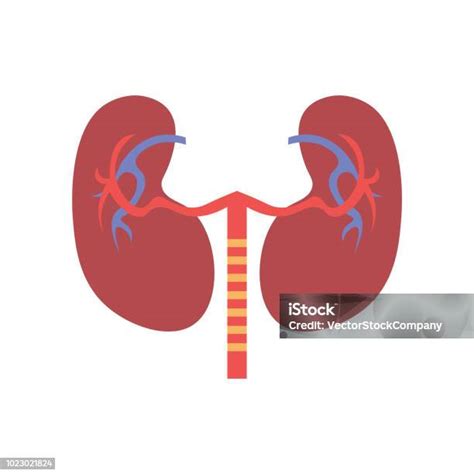 신장 아이콘 벡터 기호와 기호 흰색 배경 신장 로고 개념에 고립 건강관리와 의술에 대한 스톡 벡터 아트 및 기타 이미지 건강관리와 의술 과학 귀 부분 Istock