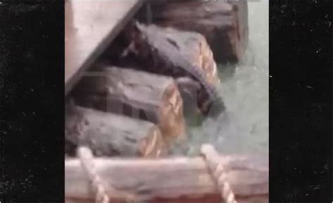 Shock Video Alligator Climbs Onto Disney World Ride