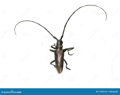 Antennas On Bugs At Heather Phillips Blog