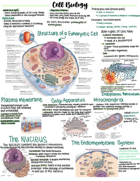 Cell Organelles Definition Structure Functions Diagram Artofit