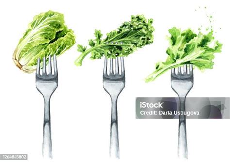샐러드 양상추 북경 포크에 케일 식이 요법과 건강한 식습관의 개념 흰색 배경에 고립 된 손으로 그린 수채화 그림 케일에 대한 스톡 벡터 아트 및 기타 이미지 Istock