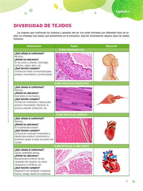 Diversidad De Tejidos Biologia Celular Pdf Epitelio Sistema Nervioso