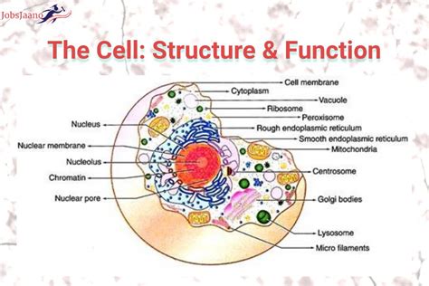 Cell Structure And Function Mcq With Answers Jobsjaano