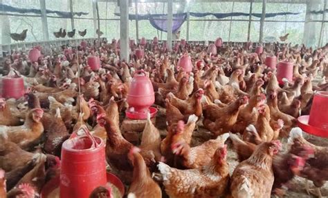 🐔খামারিদের জন্য সোনালি মুরগী পাইকারি মূল্যে ক্রয় বিক্রয় 🐓