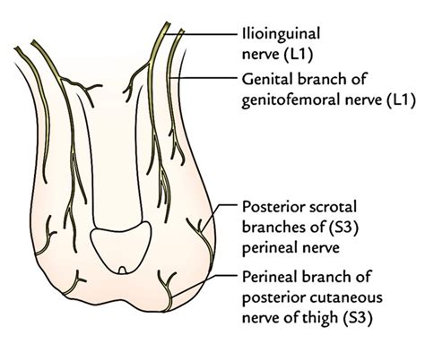 Easy Notes On 【scrotum】learn In Just 4 Minutes