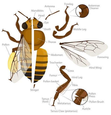 Bee Anatomy Artofit